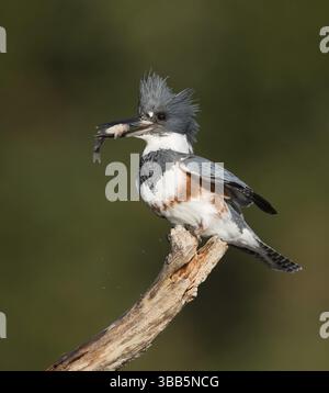 Belted Kingfisher in the wild looking for food Stock Photo - Alamy