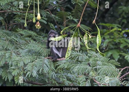 Banded Langur (Presbytis femoralis robinsoni) adult sitting in tree ...