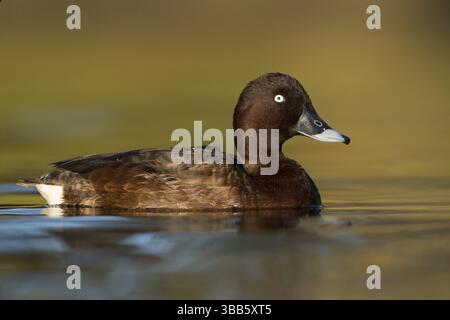 Hardhead (Aythya australis) male, Victoria, Australia, Oceania Stock ...
