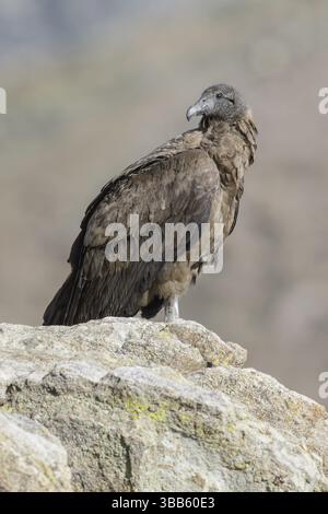 Andean condor, Vultur gryphus, perched on a cliff top overlooking the ...