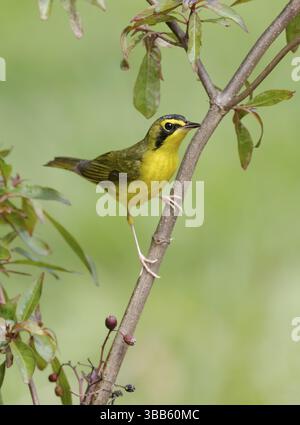 Kentucky Warbler (Geothlypis formosa) male, Texas Stock Photo - Alamy