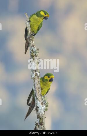 Yellow-eared Parrot (Ognorhynchus icterotis) an endangered species of ...