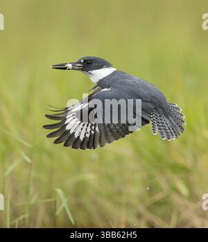 Belted Kingfisher in the wild looking for food Stock Photo - Alamy