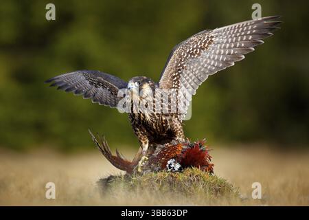 Peregrine falcon with caught kill Pheasant. Beautiful bird of prey ...