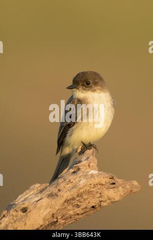 Eastern Phoebe (Sayornis phoebe), Texas, USA, North America Stock Photo ...