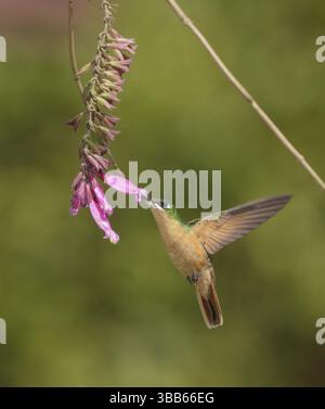 Brazilian Ruby (Clytolaema rubricauda) female flying and feeding at a ...