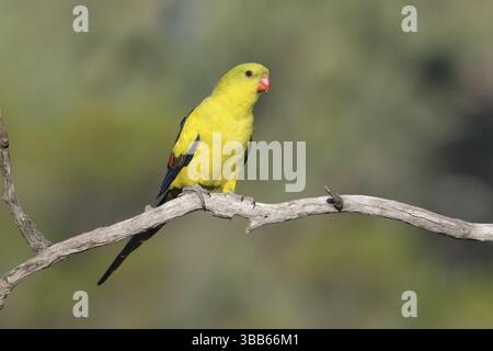 Regent Parrot (Polytelis anthopeplus) male flying, Victoria, Australia ...