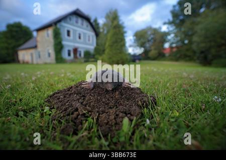 Mole, Talpa europaea, crawling out of brown molehill, green grass at ...
