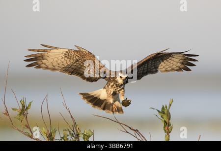 Snail Kite (Rostrhamus sociabilis) female flying with snail in its ...