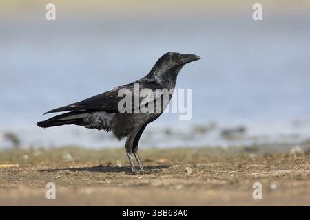 Little Raven (Corvus mellori) juvenile, Victoria, Australia, Oceania ...