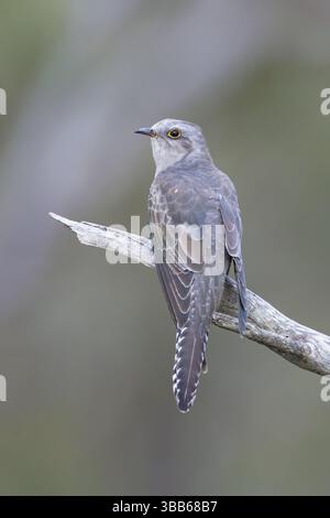 Pallid cuckoo (Heteroscenes pallidus, Cacomantis pallidus, Cuculus ...