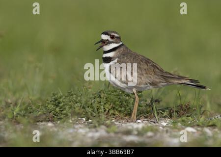 Killdeer (Charadrius vociferus) calling, Texas Stock Photo - Alamy