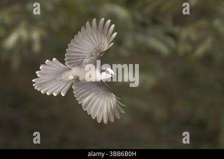 Grey Jay (Perisoreus canadensis) flying, Alaska, USA, North America ...