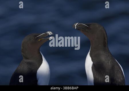 Razorbill (Alca torda islandica) pair mating, Grimsey Island, Iceland ...