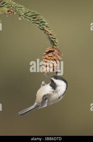 A Black-capped Chickadee in Alaska Stock Photo - Alamy