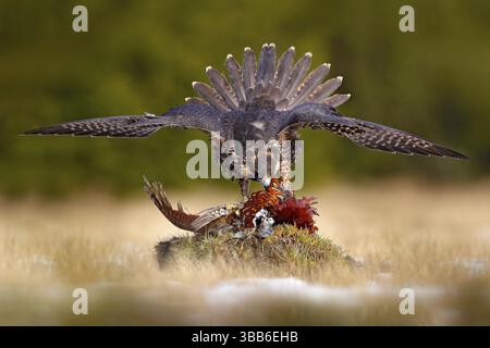 Peregrine falcon with caught kill Pheasant. Beautiful bird of prey ...