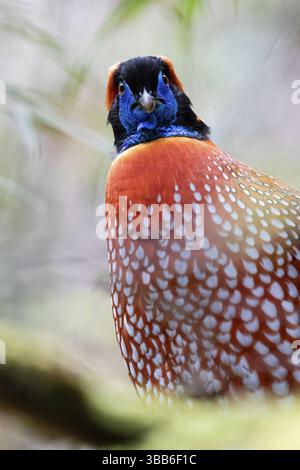 Temminck's Tragopan (Tragopan temminckii) male, Yunnan, China, Asia ...
