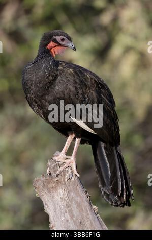White-winged guan (Penelope albipennis), Chaparri Reserve, Andean ...