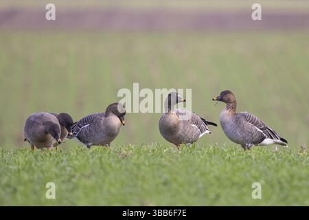 Bean Goose (Anser fabalis) group foraging, Europe Stock Photo - Alamy