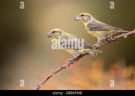 Pair of Crossbills or Loxia curvirostra, perched on a twig Stock Photo ...