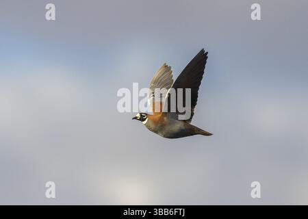 Flock Bronzewing (Phaps histrionica) male, New South Wales, Australia ...