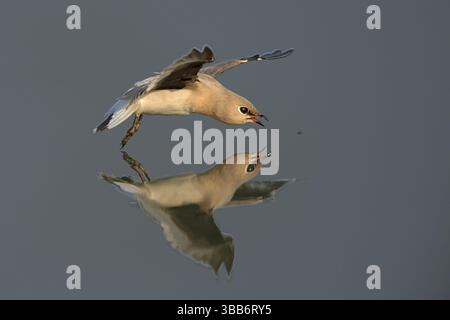 Small Pratincole (Glareola lactea) flying, Darjeeling, India, Asia ...