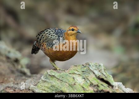 Ferruginous Partridge (Caloperdix oculeus oculeus) male perched on the ...