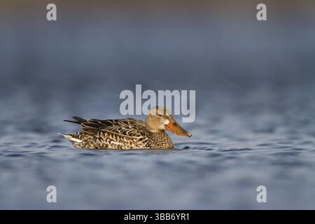 Slobeend, Northern Shoveler Stock Photo - Alamy