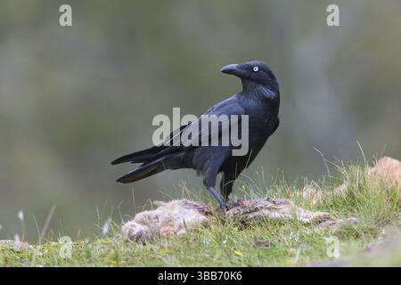 Forest Raven (Corvus tasmanicus) on ground, Victoria, Australia ...