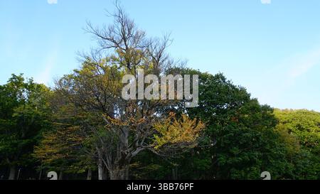 Lake Toya – Scenic Caldera Lake in Hokkaido, Japan Stock Photo - Alamy