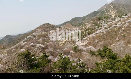 Wild Apricot Blossoms at Badaling Great Wall in Spring, Beijing Stock ...