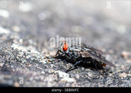 Flesh fly on a rock Stock Photo - Alamy