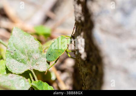 Stink Bug (Family Pentatomidae) on the underside of a rainforerst ...