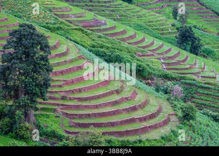Terraced rice fields with vibrant green and yellow colors in a ...