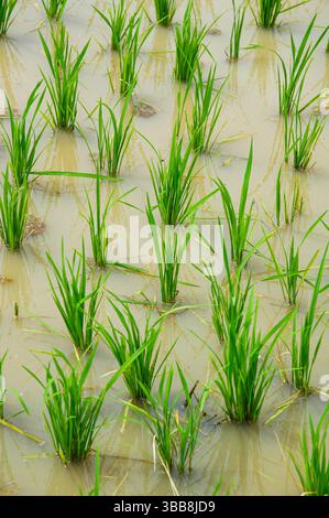 Rice Field Green agriculture ecosystem Asian rice paddy field Vietnam ...