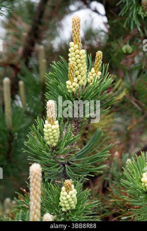 Pinus mugo Turra Pinus mugo Turra Stock Photo - Alamy