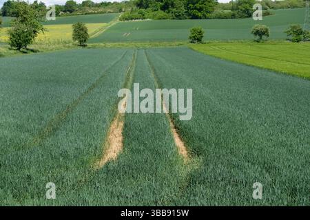 Feld mit noch gruenem Winterweizen im Bundesland Niedersachsen ...