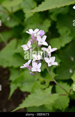 Perennial honesty, Lunaria rediviva, pale mauve flowers in late spring ...