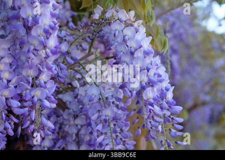 blue wisteria sinensis prolific, norfolk, england Stock Photo - Alamy