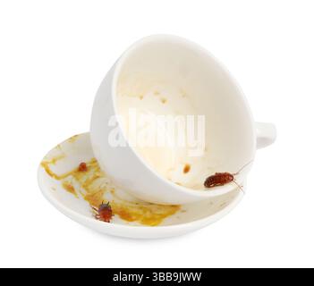 Dirty dishes with cockroaches isolated on white background Stock Photo ...