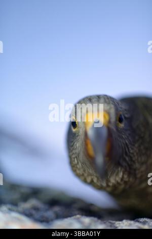 The New Zealand kea, a highly intelligent parrot, is native to the ...