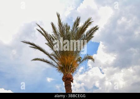 :Date palm tree in Manasterly Palace and Umm Kulthum Museum Stock Photo ...