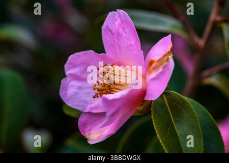 Rhododendron flower in Sheffield Botanical Gardens Stock Photo - Alamy