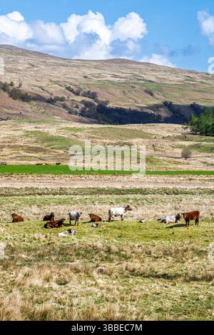 Farms and Mountains over River Dochart, Road A85, Perthshire, Scotland ...