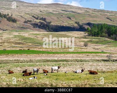 Farms and Mountains over River Dochart, Road A85, Perthshire, Scotland ...