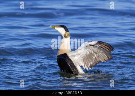 Common Eider - male flapping wings Somateria mollissima Merakkasletta ...