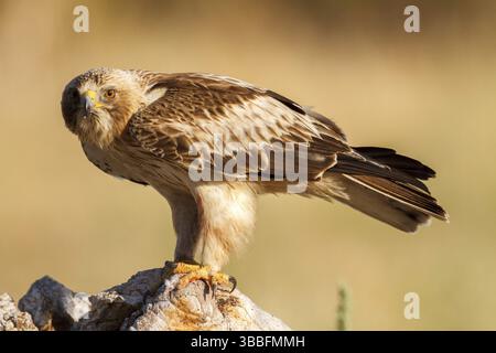Booted Eagle (Hieraaetus pennatus) female, Castile and Leon, Spain ...