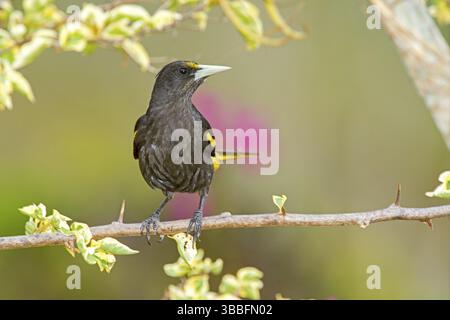 Mexican Cacique (Cacicus melanicterus) female, Mexico Stock Photo - Alamy