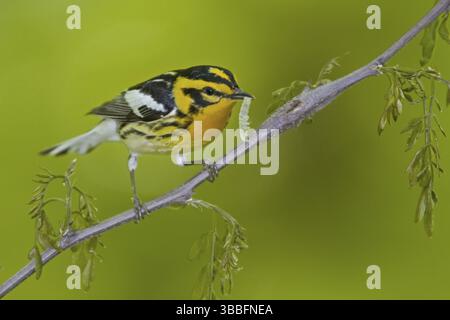 Blackburnian Warbler (Setophaga fusca) male, Ontario, Canada, North ...
