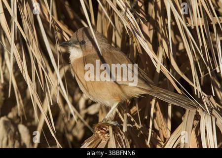 Fulvous Babbler (Turdoides fulva), Morocco, Africa Stock Photo - Alamy